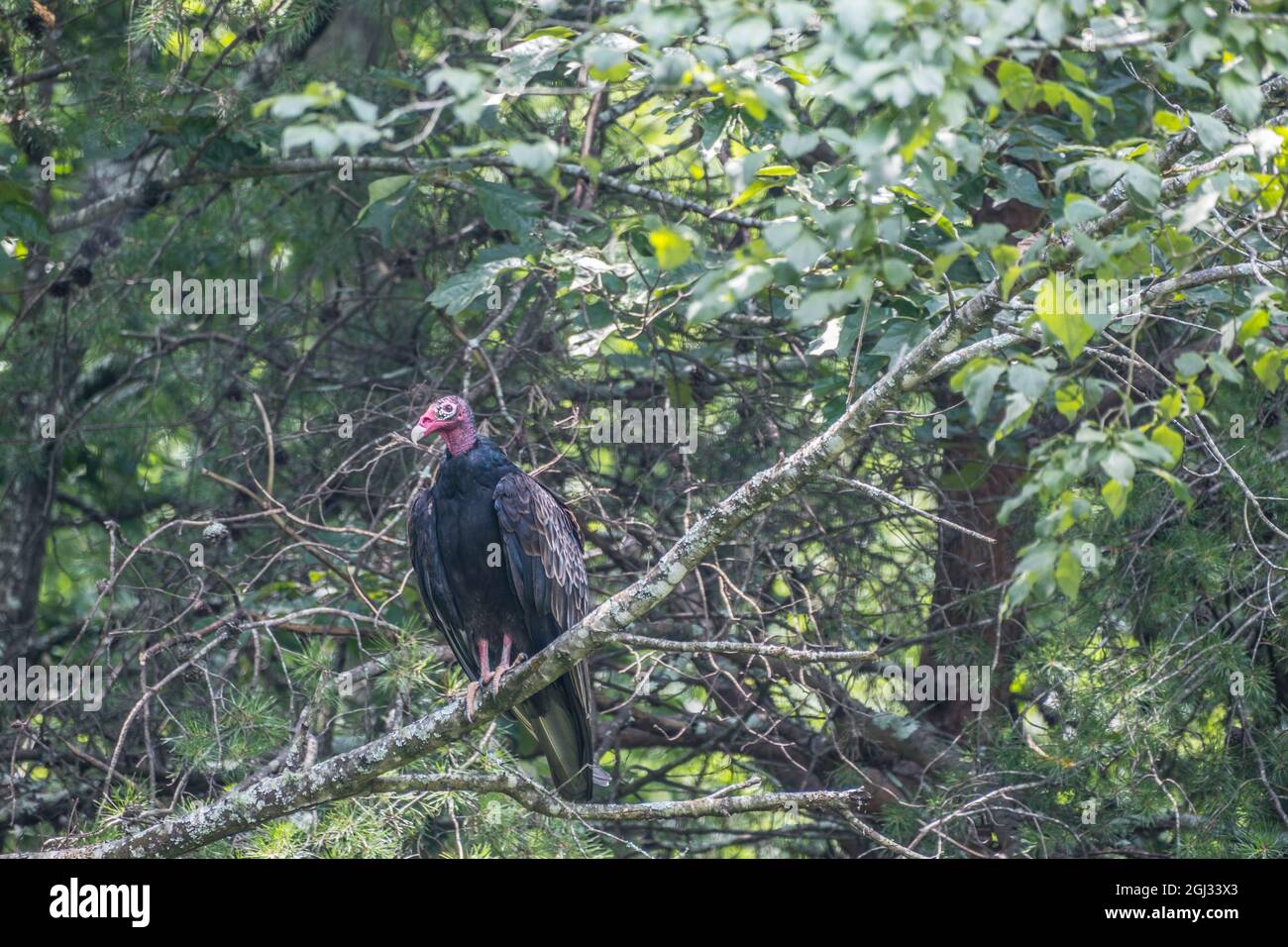 Large turkey vulture perched on a tree limb resting calmly looking ...