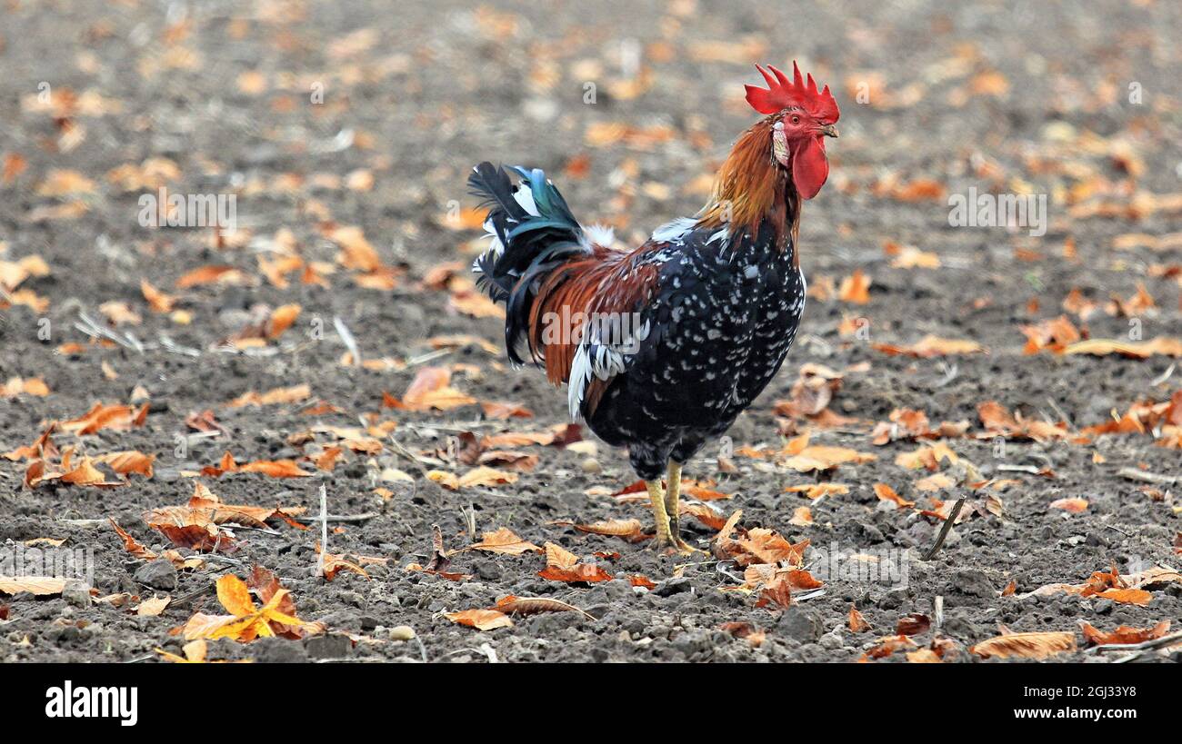 Closeup shot of rooster in a farmland Stock Photo - Alamy