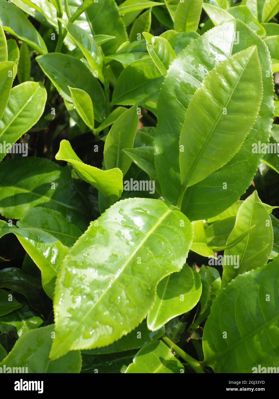 Vertical shot of green-colored healthy tea leaves Stock Photo - Alamy