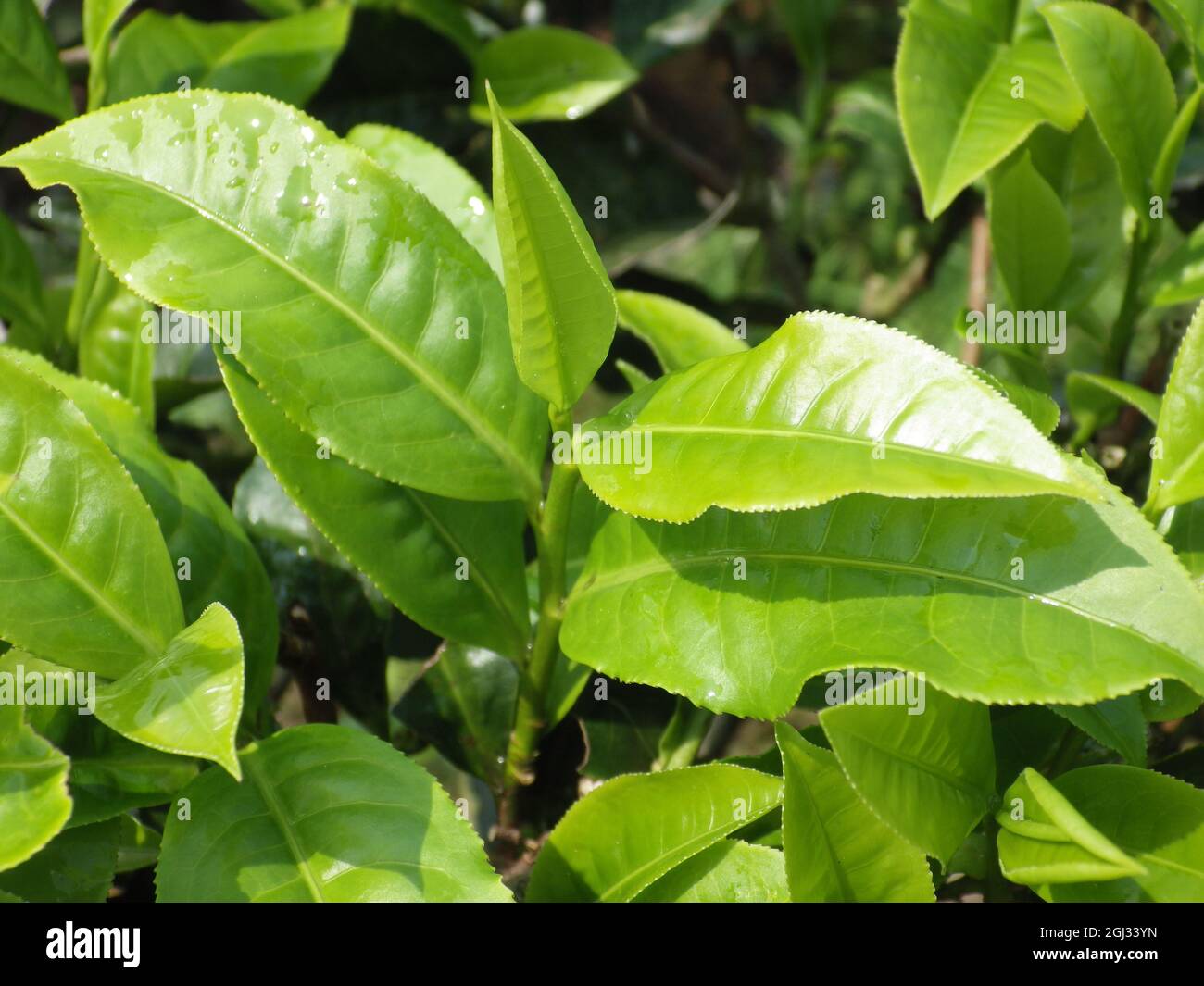 Closeup shot of green-colored healthy tea leaves Stock Photo - Alamy