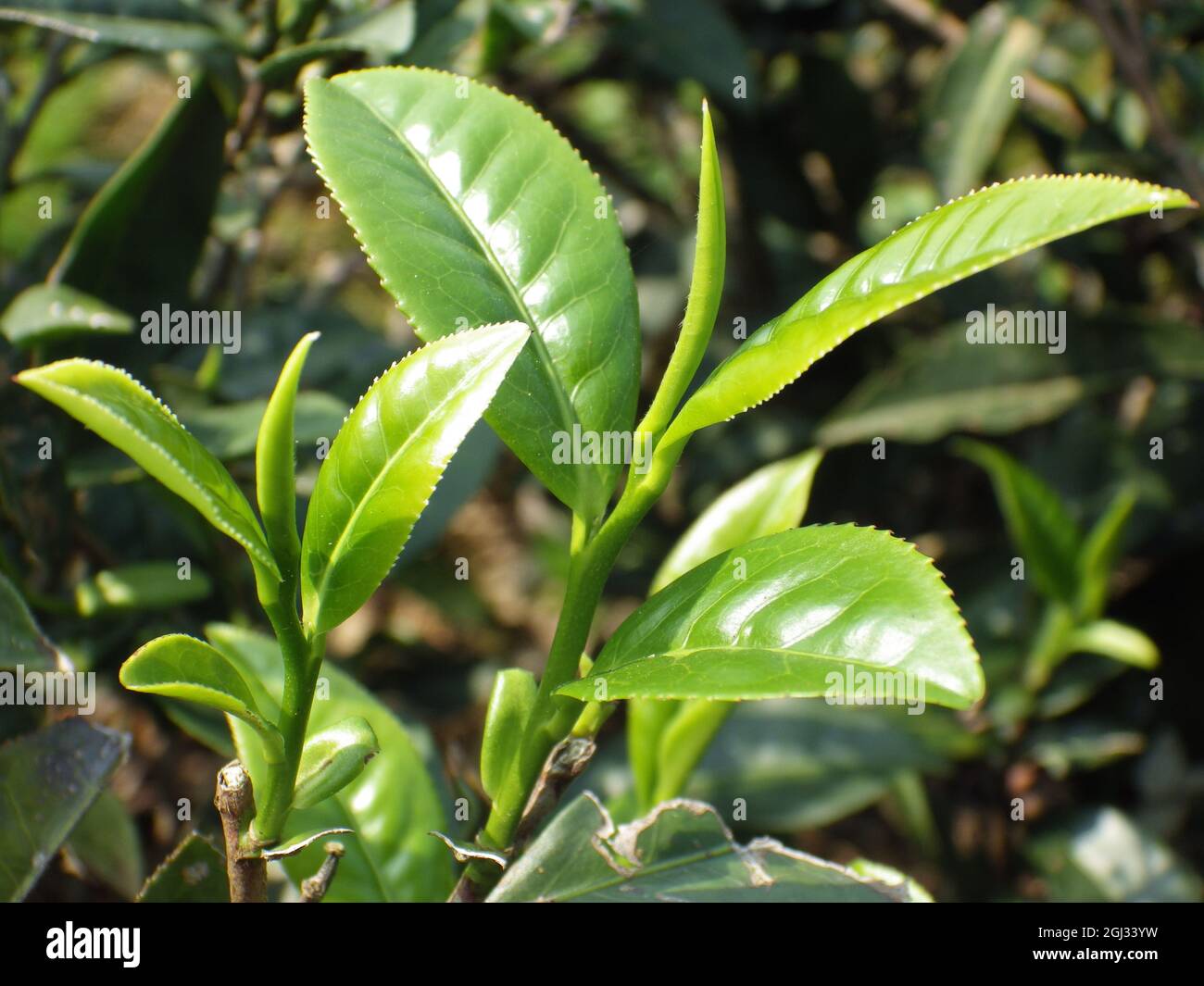 Closeup shot of green-colored healthy tea leaves Stock Photo - Alamy