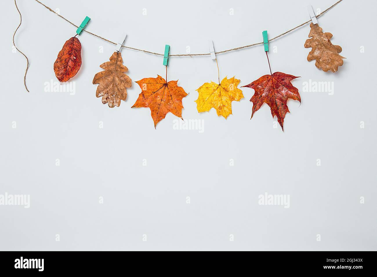 Autumn leaves hanging on clothesline. Fresh oak, maple and rowan leaves ...