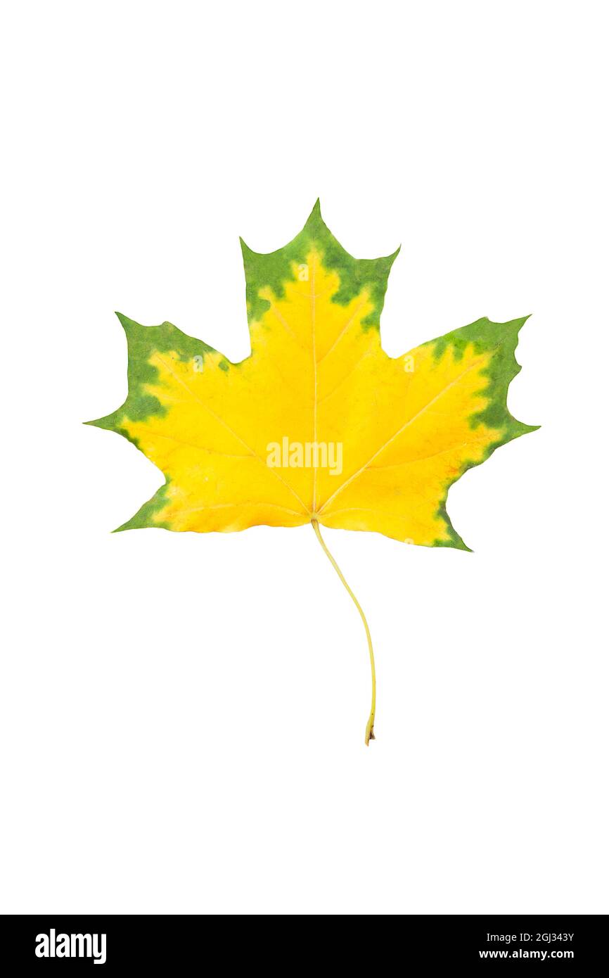 Golden leaf edges hi-res stock photography and images - Alamy