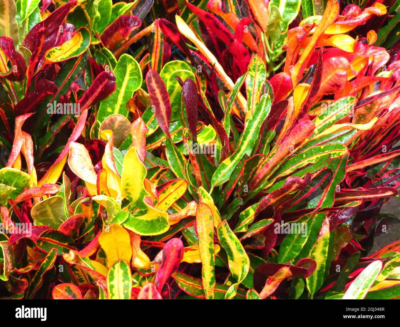Closeup shot croton plant hi-res stock photography and images - Alamy