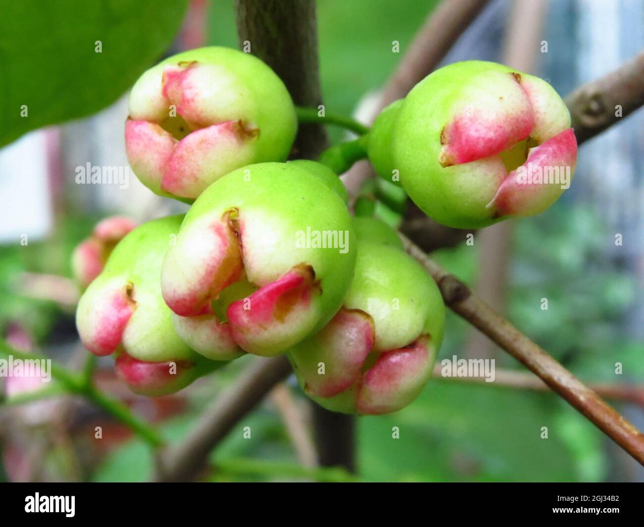 Syzygium jambos flower hi-res stock photography and images - Alamy