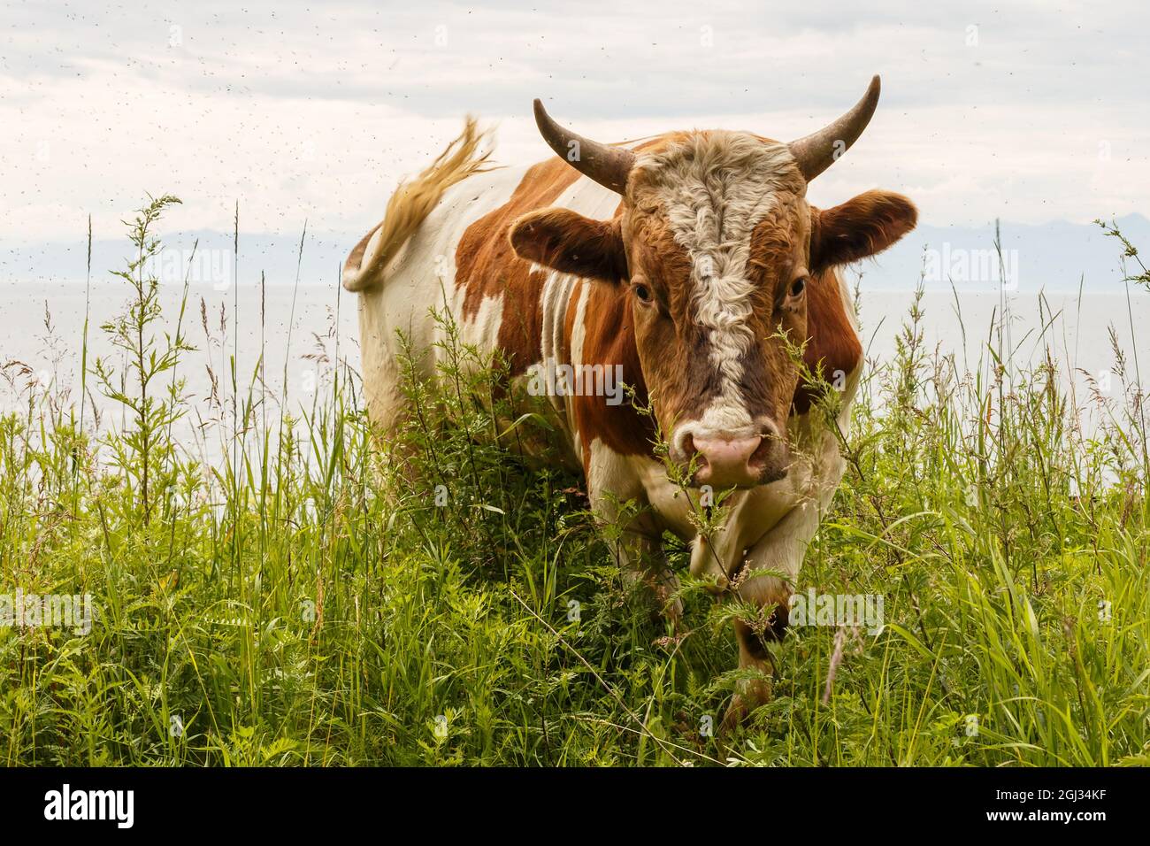 Flying bull head hi-res stock photography and images - Alamy
