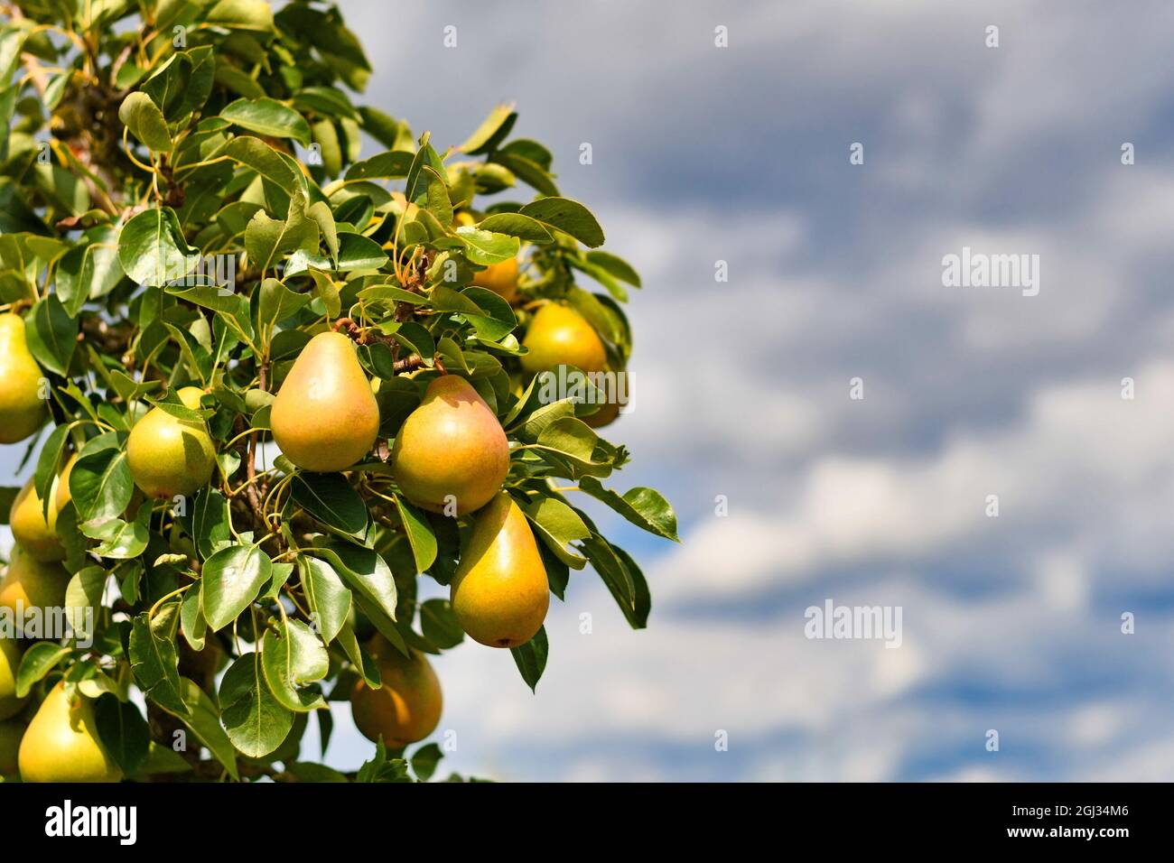Yellow pear growing on fruit tree in late summer with copy space on ...
