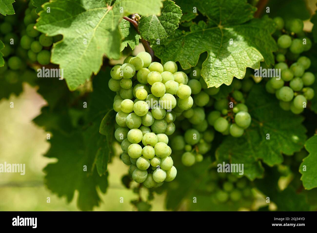 Close up of bunch of wine grapes hi-res stock photography and images ...