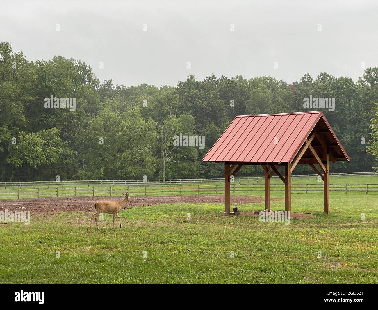 Antelope addax walking in zoo hi-res stock photography and images - Alamy