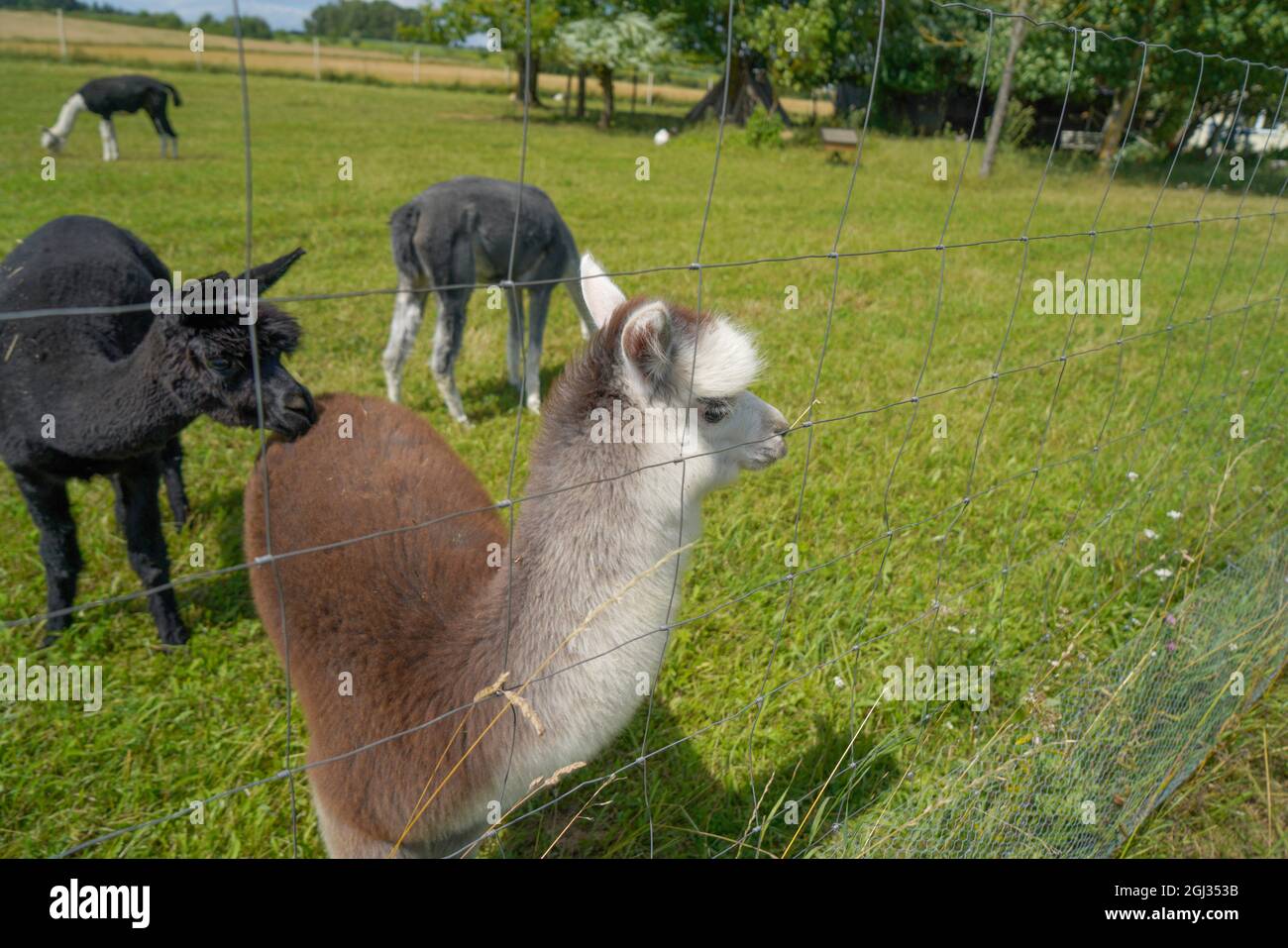 Fluffy lamas kept behind the fence Stock Photo - Alamy