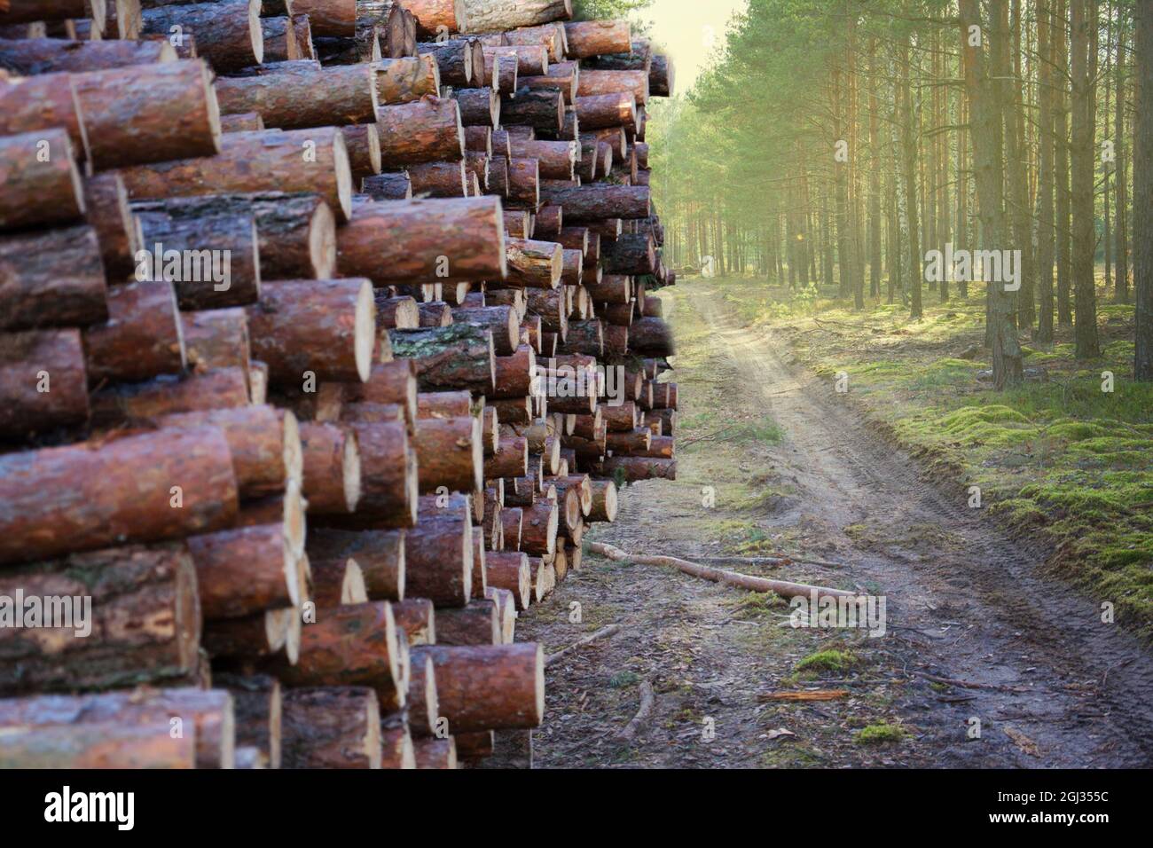 Trunks of felled trees are prepared for transportation on timber truck ...