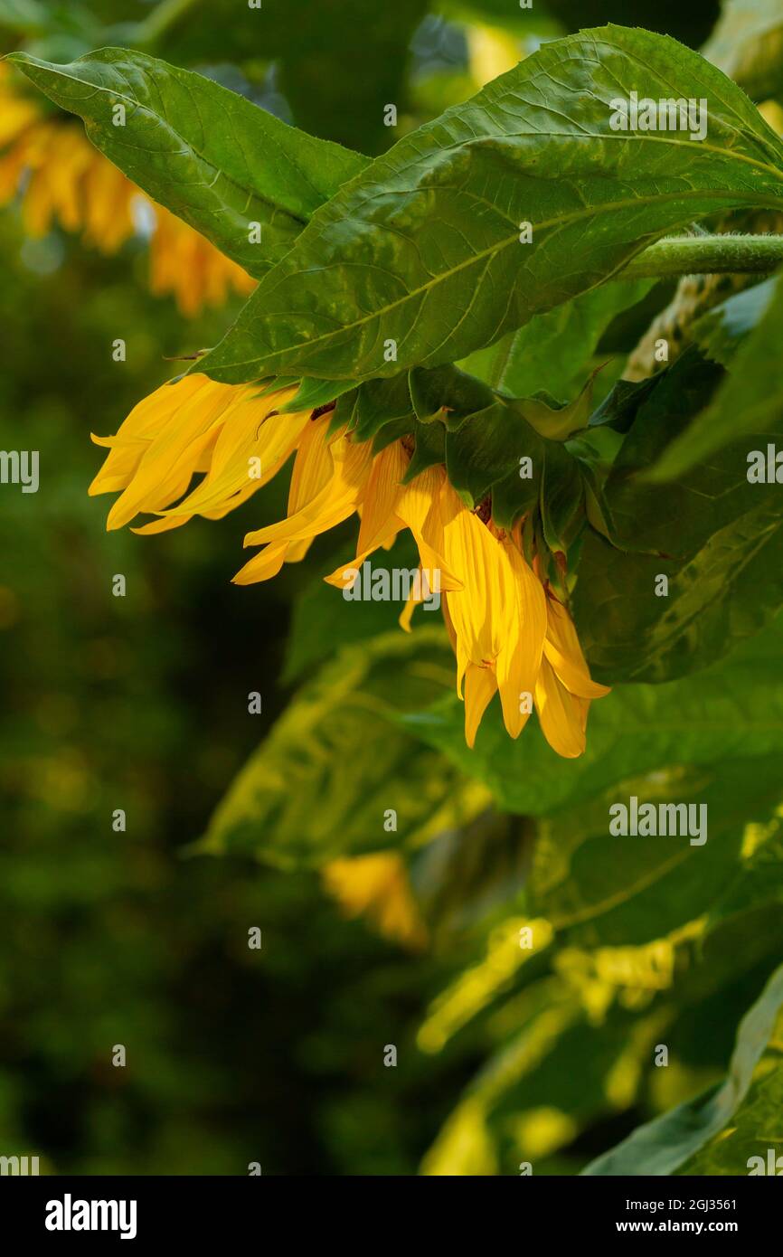 Selective focus of Helianthus annuus, Sunflower upside down with green ...