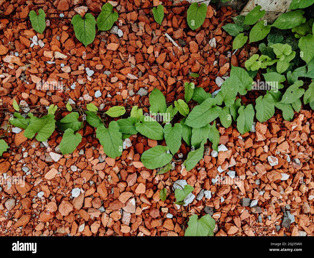 Top view of a line of leaves and stones around Stock Photo - Alamy