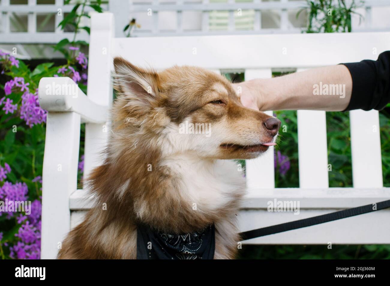 Dog in a garden, sitting in front of a white bench and showing its ...