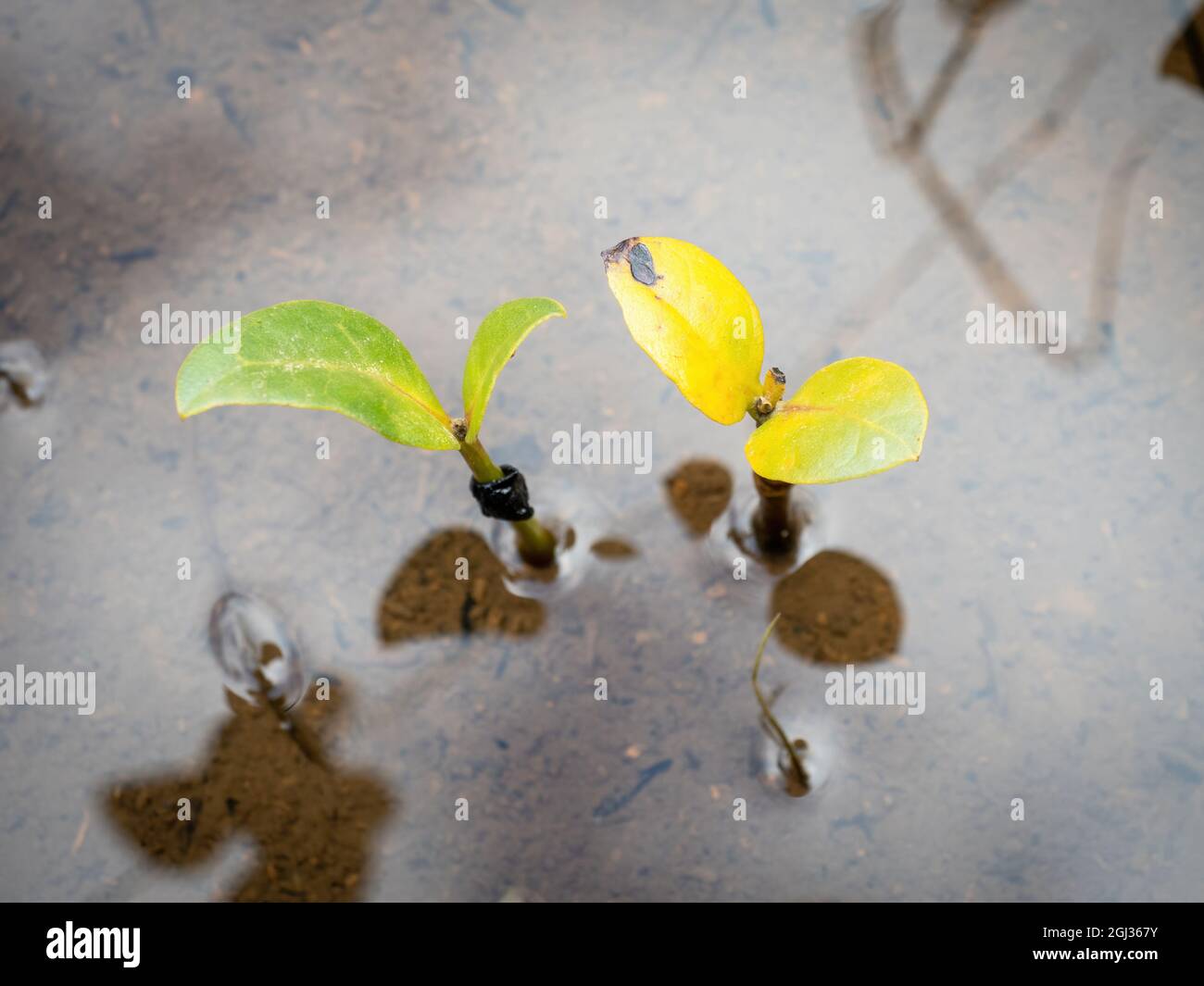 Green and yellow sprouts growing in shallow water Stock Photo - Alamy