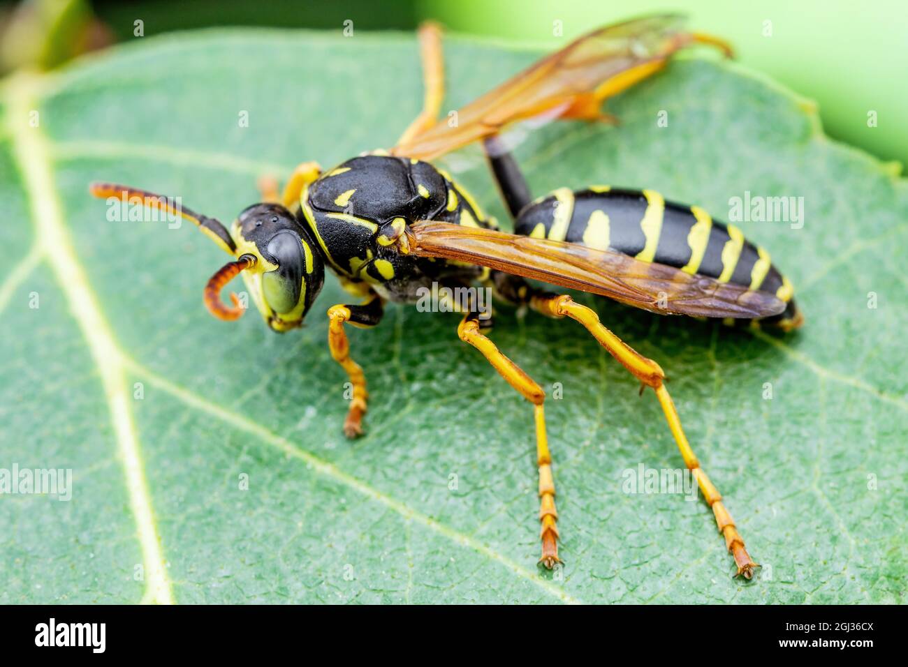 Insect on jacket hi-res stock photography and images - Alamy