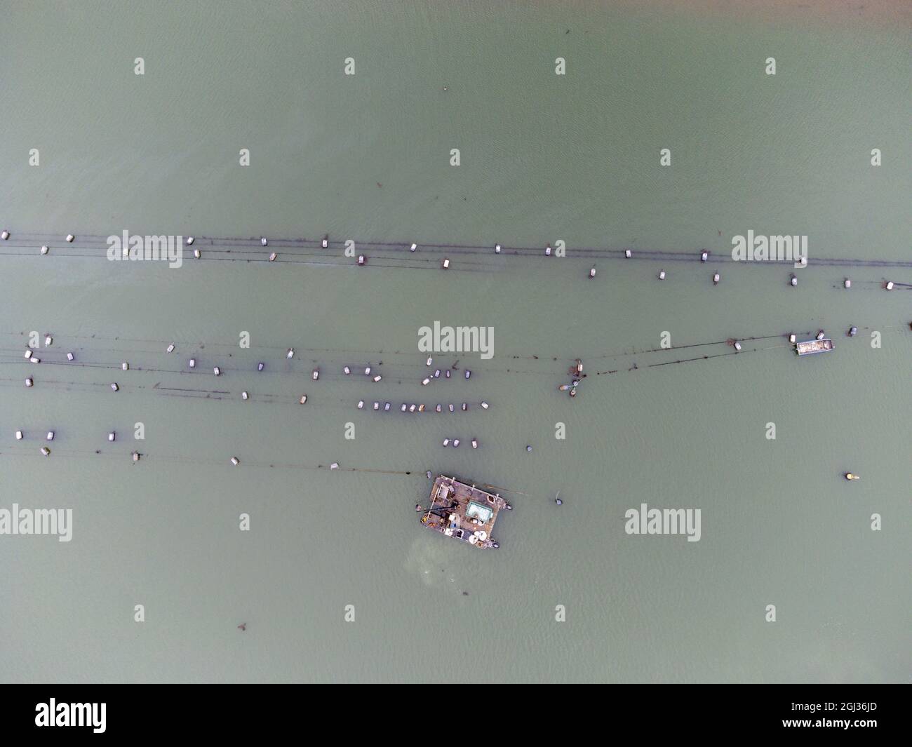 oyster mussel farm fal river cornwall uk Stock Photo - Alamy