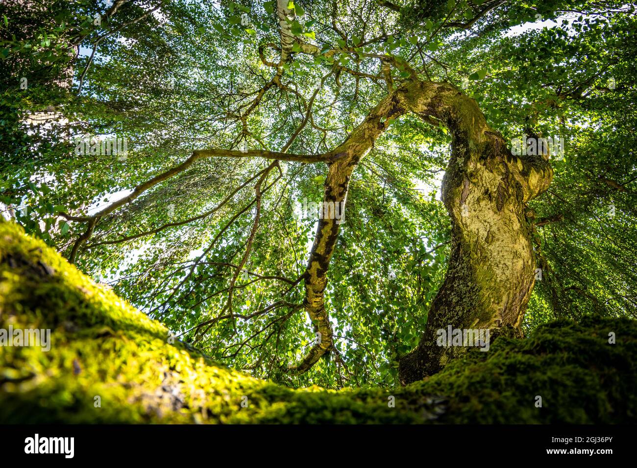 Shape of nature Stock Photo - Alamy