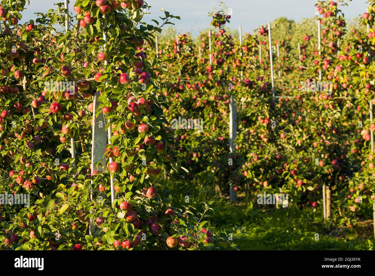 Countryside road apple orchards hi-res stock photography and images - Alamy