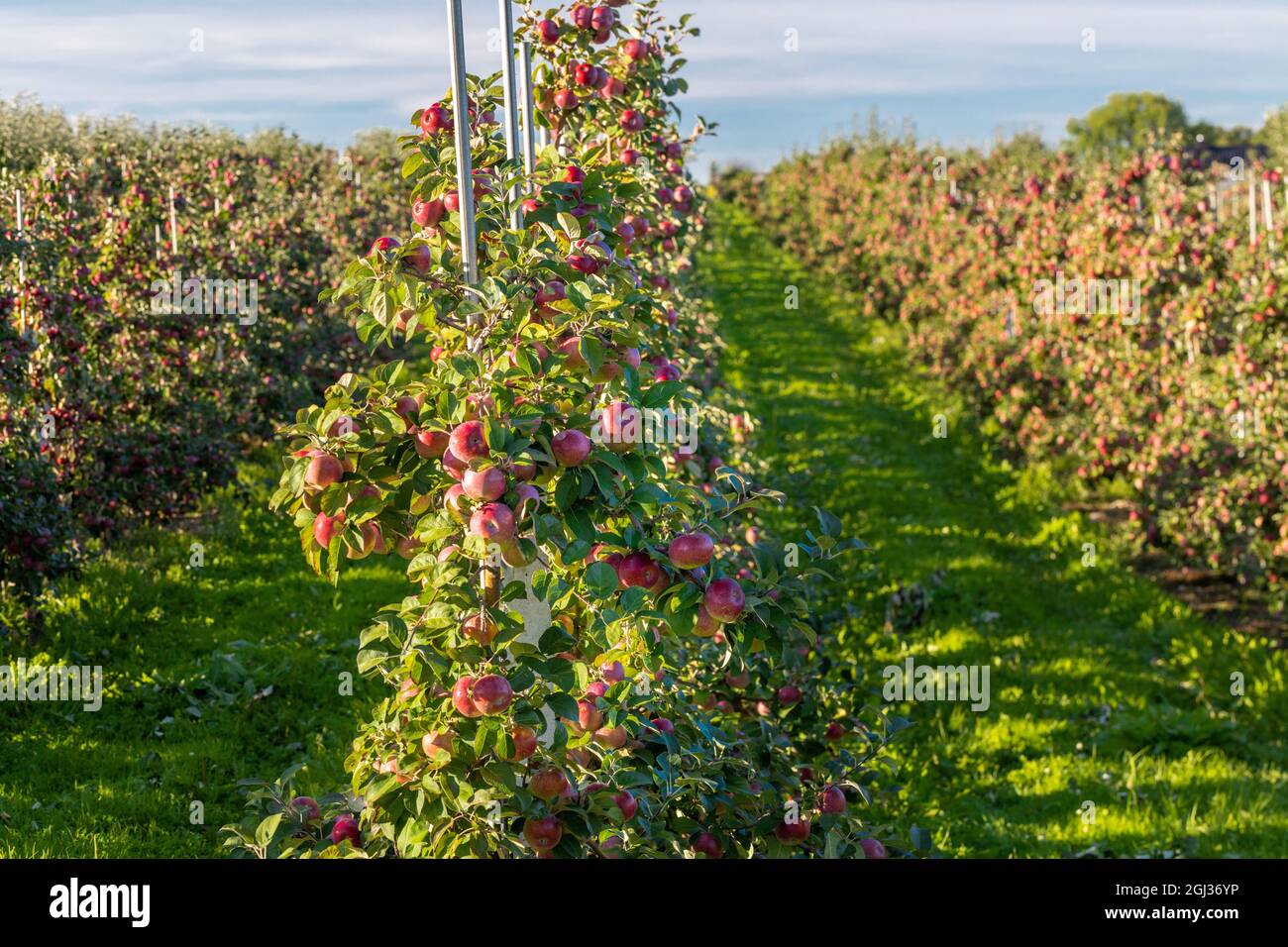 Ecological cultivation of apples, fruit orchards Stock Photo - Alamy