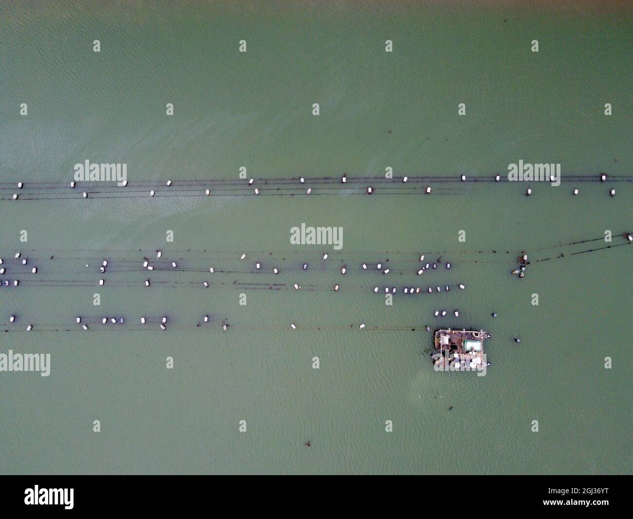 oyster mussel farm fal river cornwall uk Stock Photo - Alamy