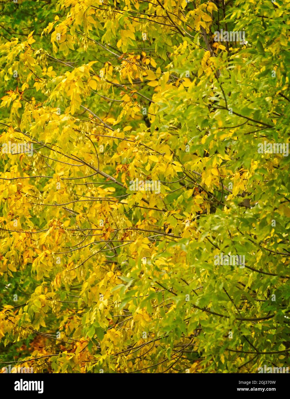 Calgary trees hi-res stock photography and images - Alamy