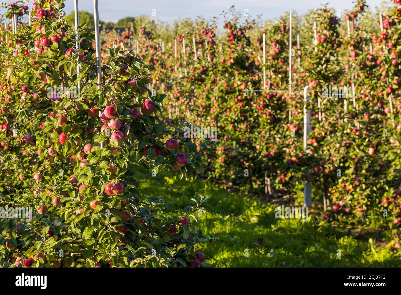 ecological apple cultivation, Fruit orchards Stock Photo - Alamy