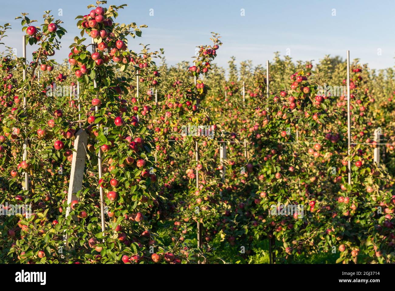 Countryside road apple orchards hi-res stock photography and images - Alamy