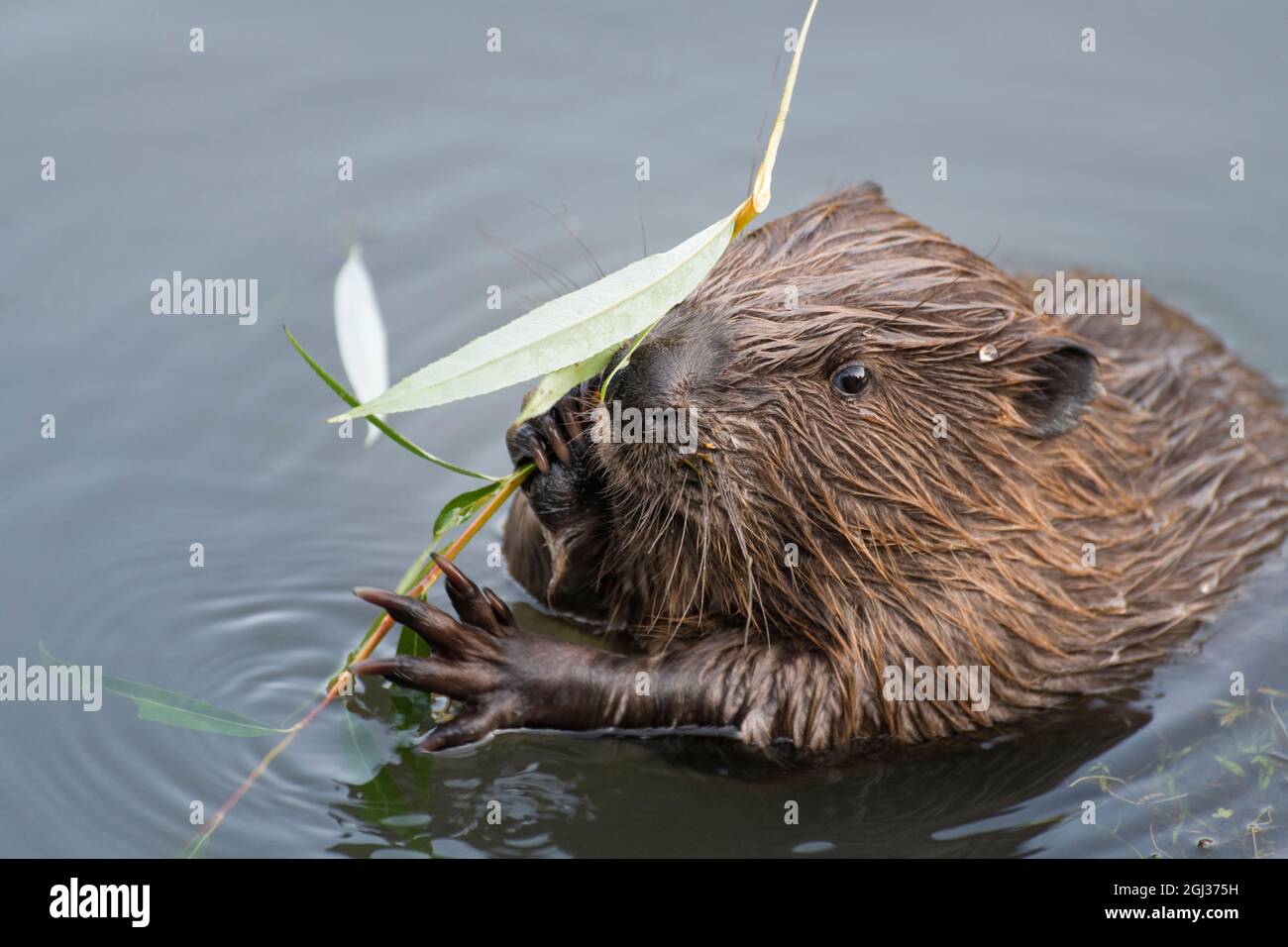 A young beaver is going to eat a willow twig, Moscow, Russia Stock ...