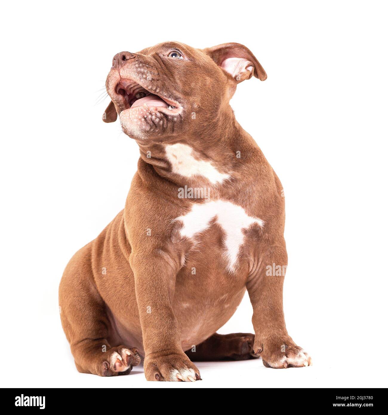 A brown American bully puppy sits quietly and looks away. Isolated on a ...