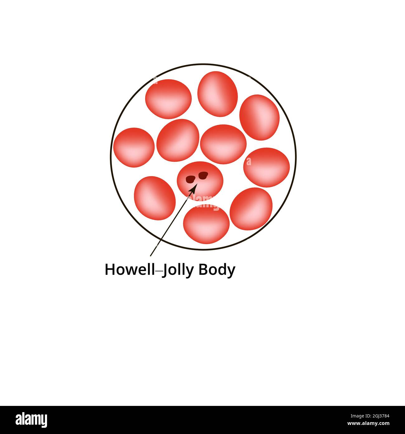 Howell jolly body hi-res stock photography and images - Alamy