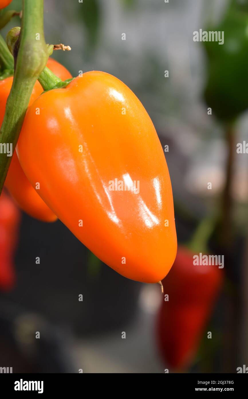 Hot jungle chili hi-res stock photography and images - Alamy