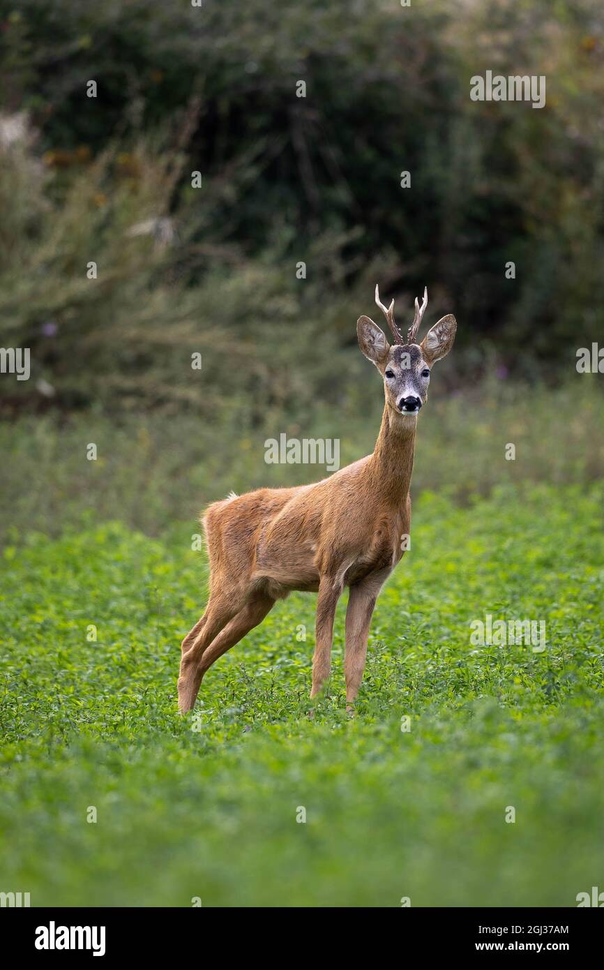 Roebuck capreolus capreolus in the forest hi-res stock photography and ...