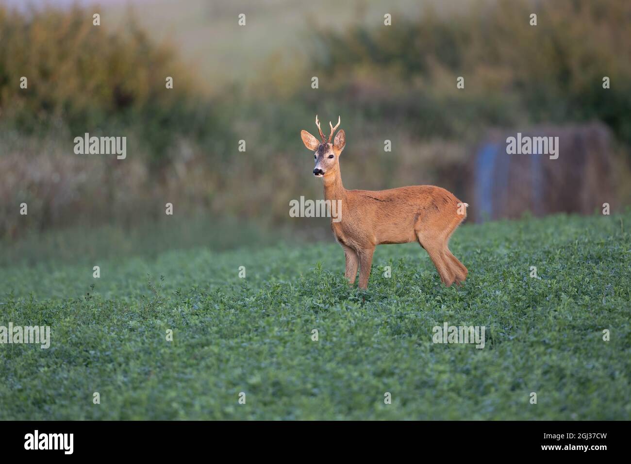 Male roe deer uk hi-res stock photography and images - Alamy