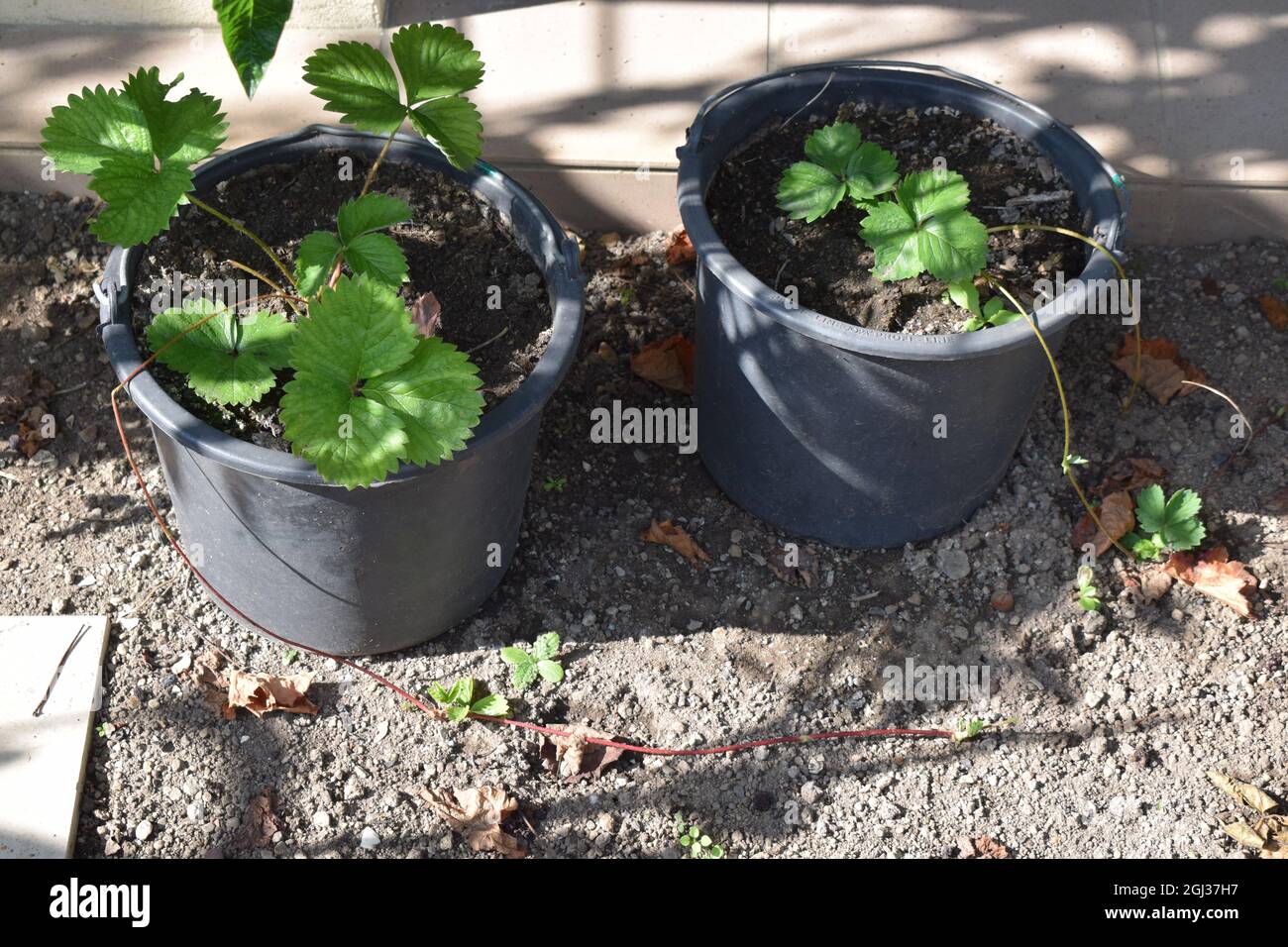 Senga strawberry hi-res stock photography and images - Alamy