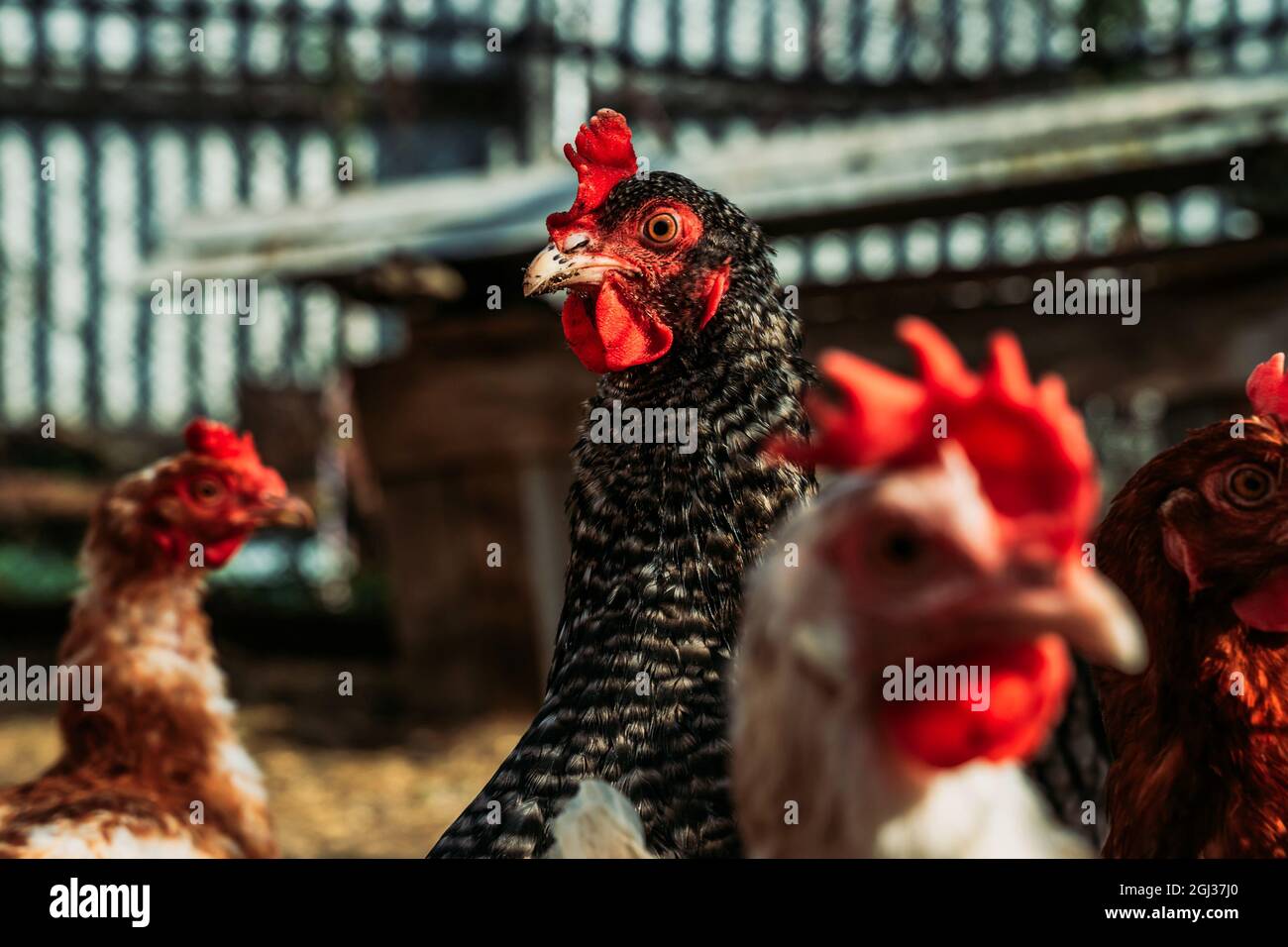 Domestic roosters and hens. Household poultry farming. poultry concept ...