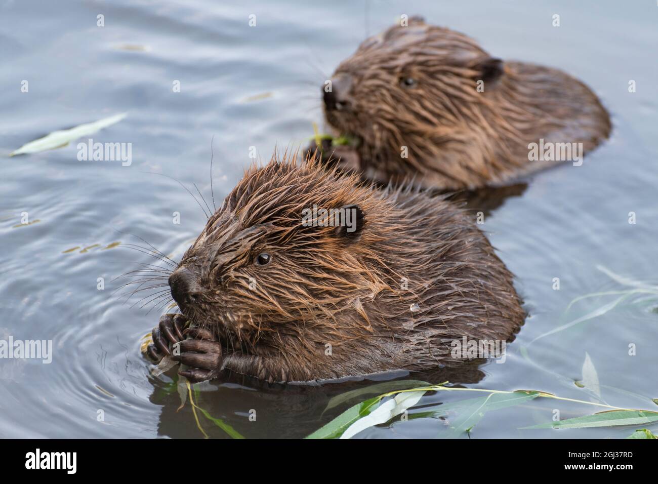 Young beavers are eating a willow twig, Moscow, Russia Stock Photo - Alamy