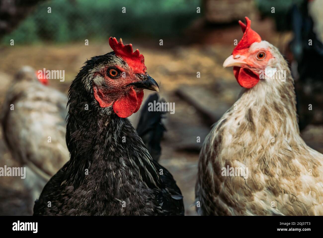 Domestic roosters and hens. Household poultry farming. poultry concept ...