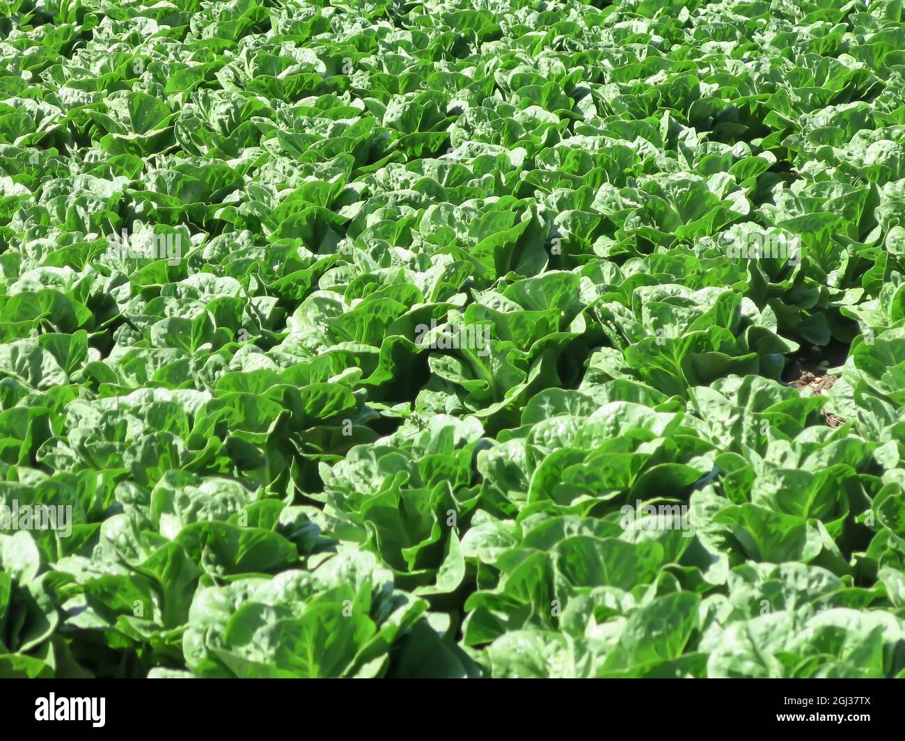 Field of Lettuce Stock Photo - Alamy