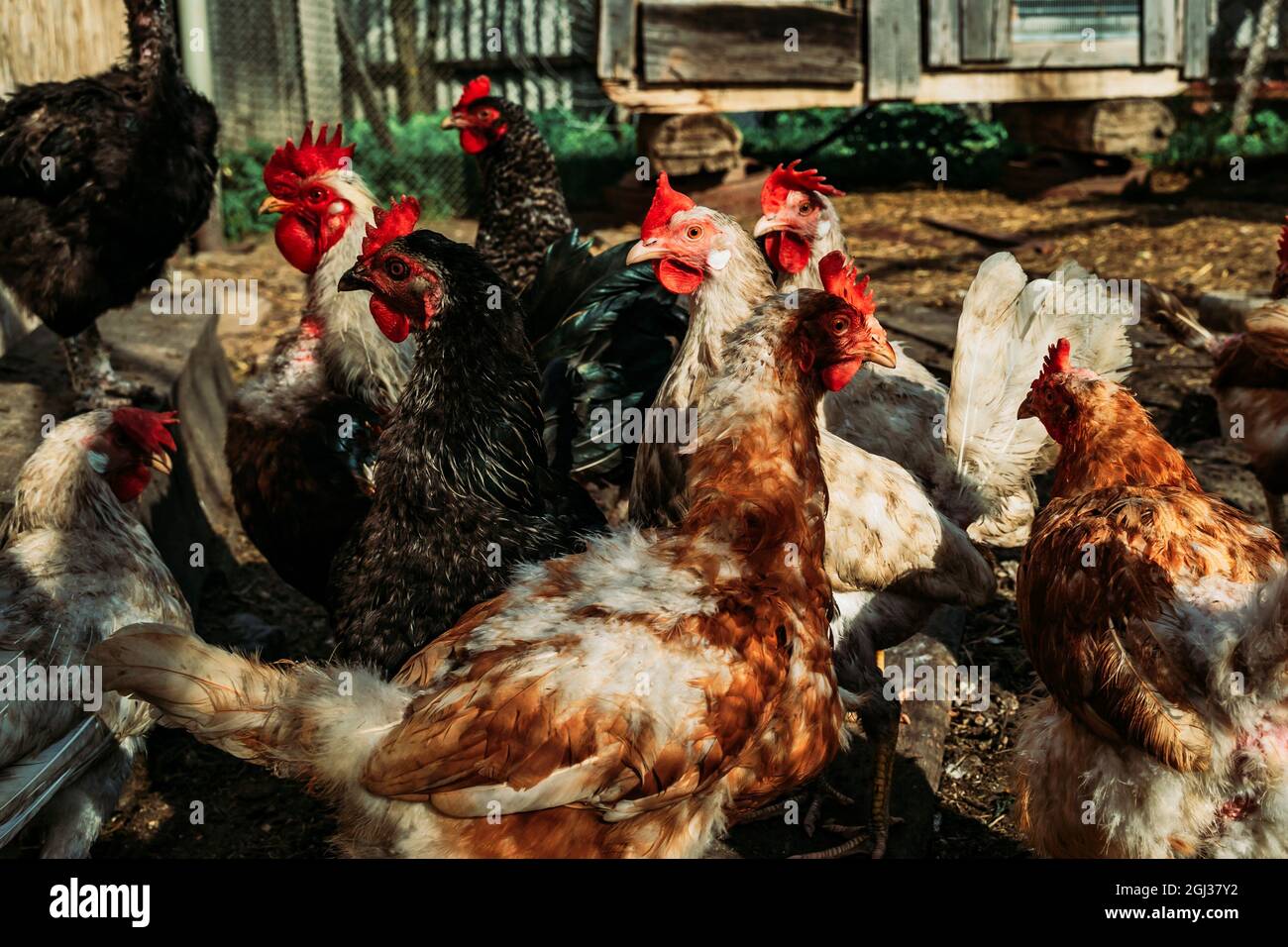 Domestic roosters and hens. Household poultry farming. poultry concept ...
