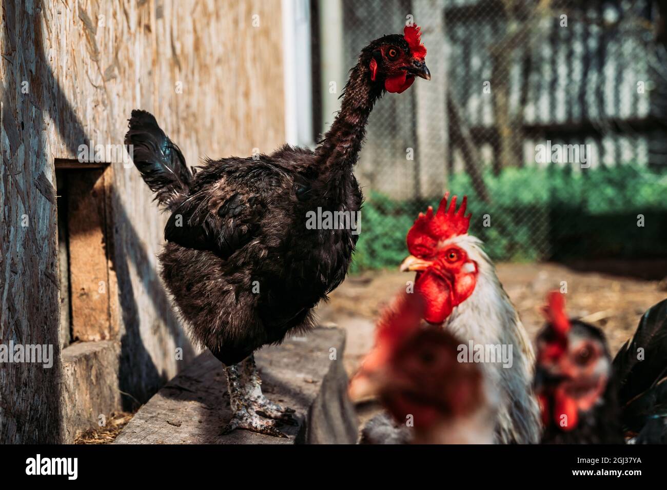 Domestic roosters and hens. Household poultry farming. poultry concept ...