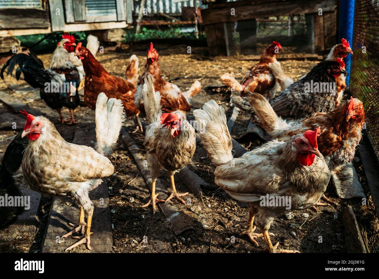Domestic roosters and hens. Household poultry farming. poultry concept ...