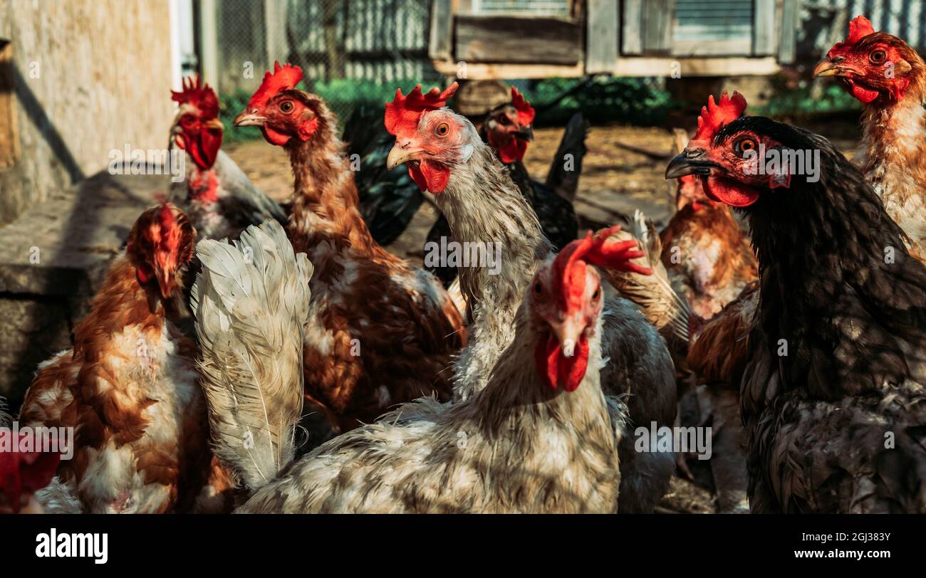 Domestic roosters and hens. Household poultry farming. poultry concept ...