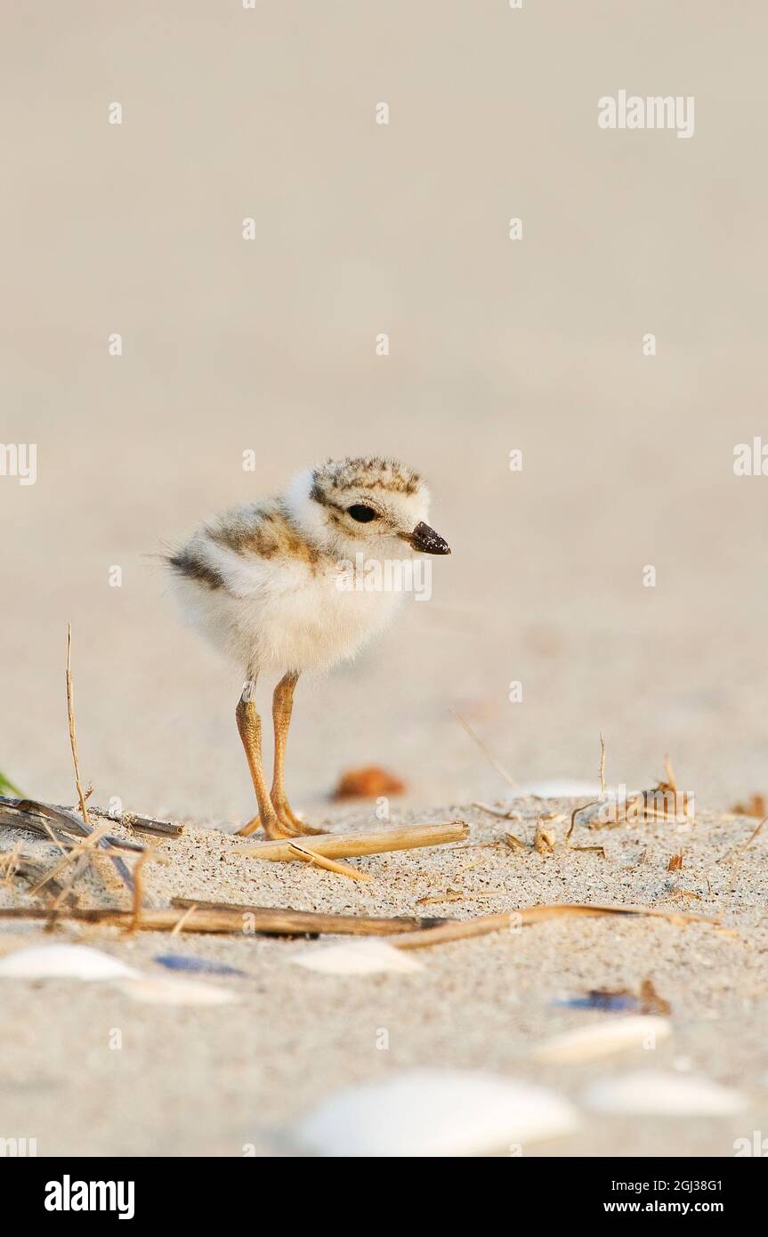 Piping plover chick Stock Photo - Alamy