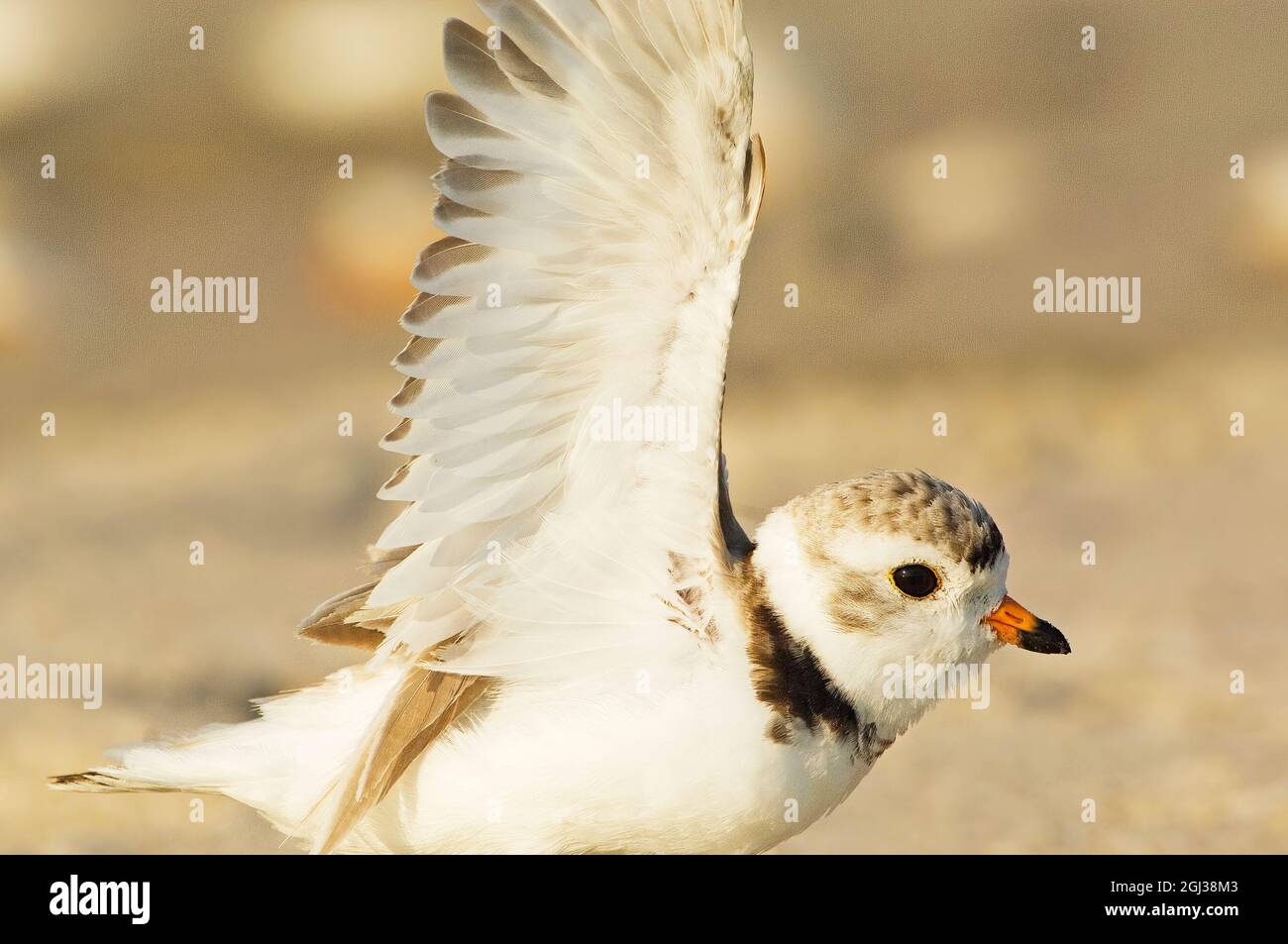 Piping plover close up wing stretch Stock Photo - Alamy