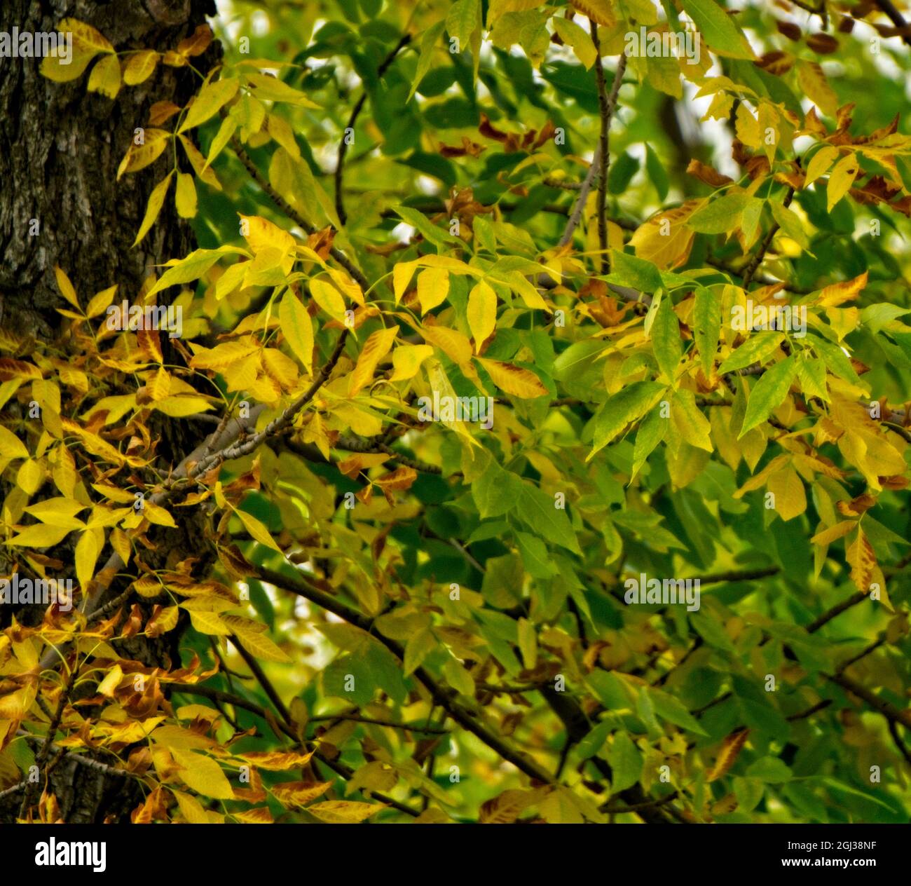 Calgary trees hi-res stock photography and images - Alamy
