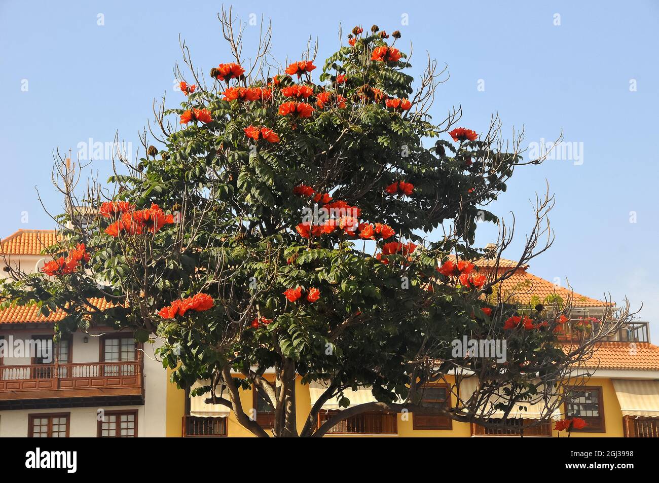 African tulip tree, Afrikanischer Tulpenbaum, Spathodea campanulata ...