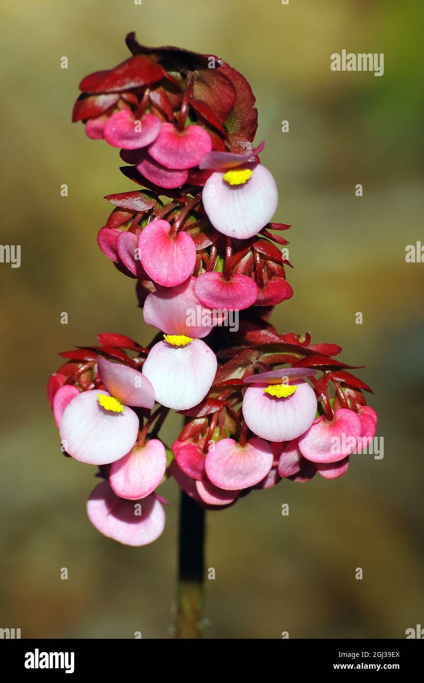 Begonia heracleifolia hi-res stock photography and images - Alamy