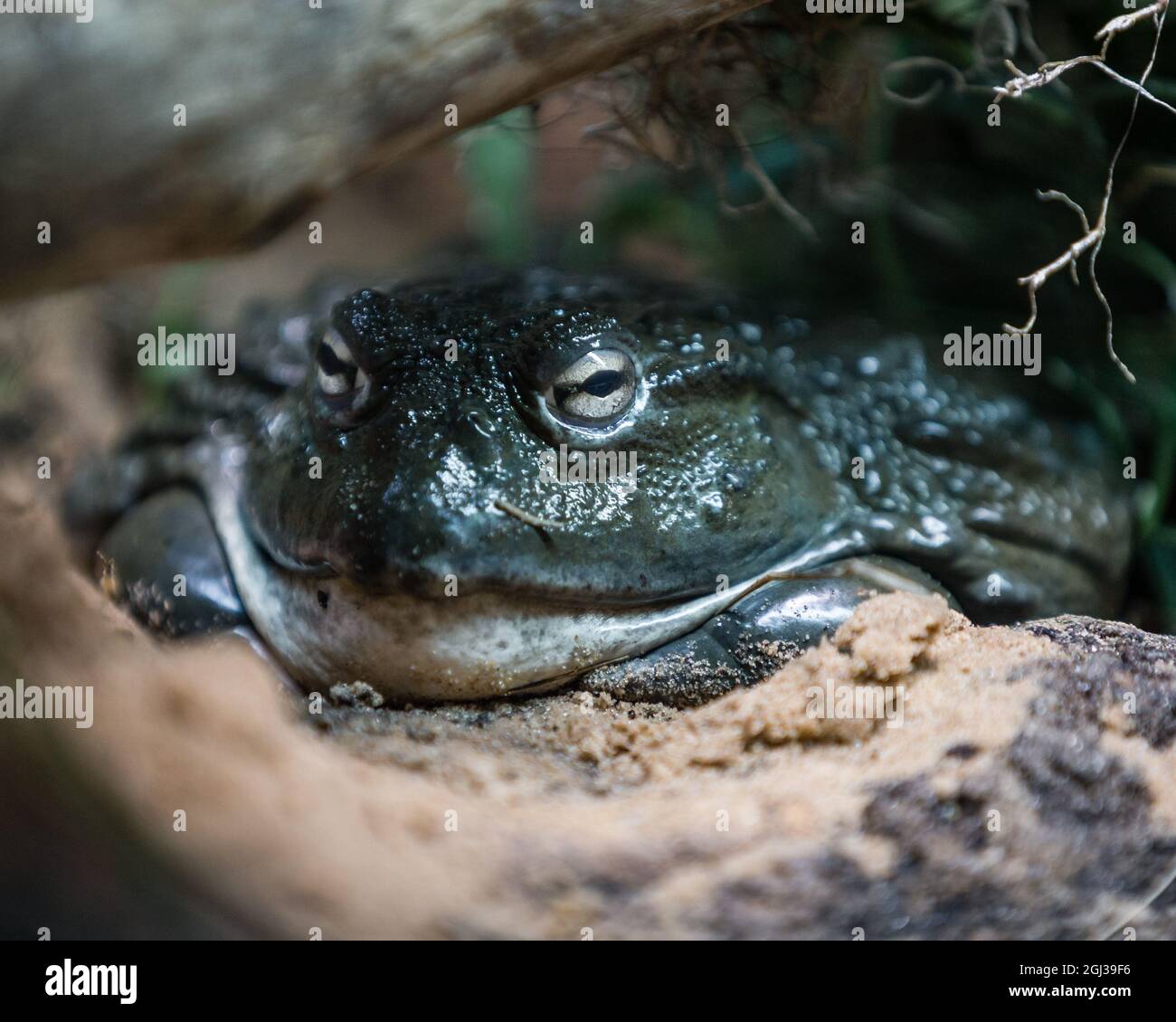 A resting african bull frog Stock Photo - Alamy