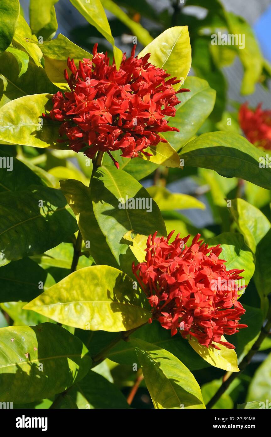 jungle geranium, flame of the woods or jungle flame, Ixora coccinea ...
